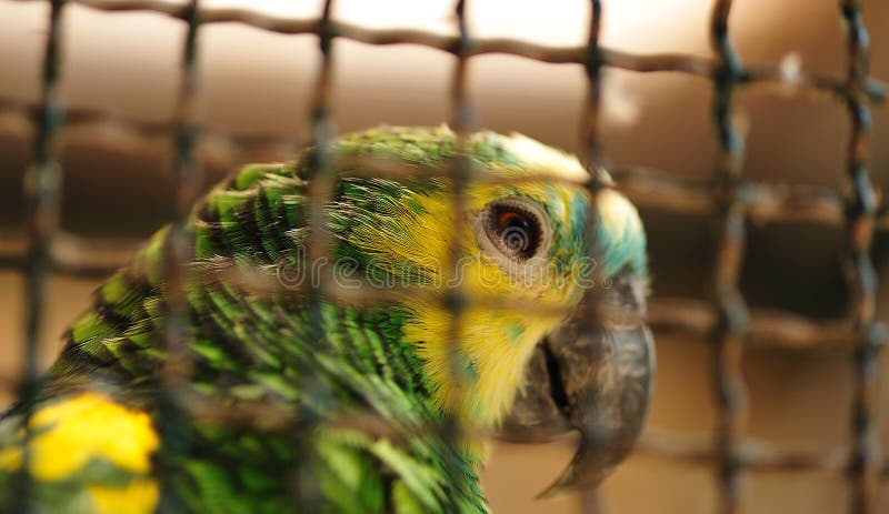 Animals in cages stock image. Image of bars, animals - 10313659