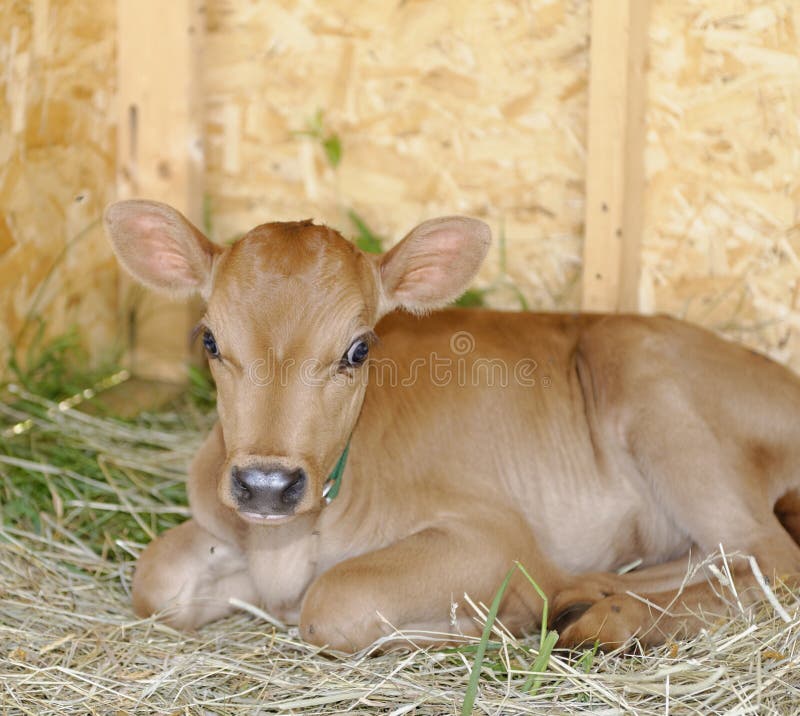 Animals (calf) stock image. Image of ranch, bovine, calf - 35136055