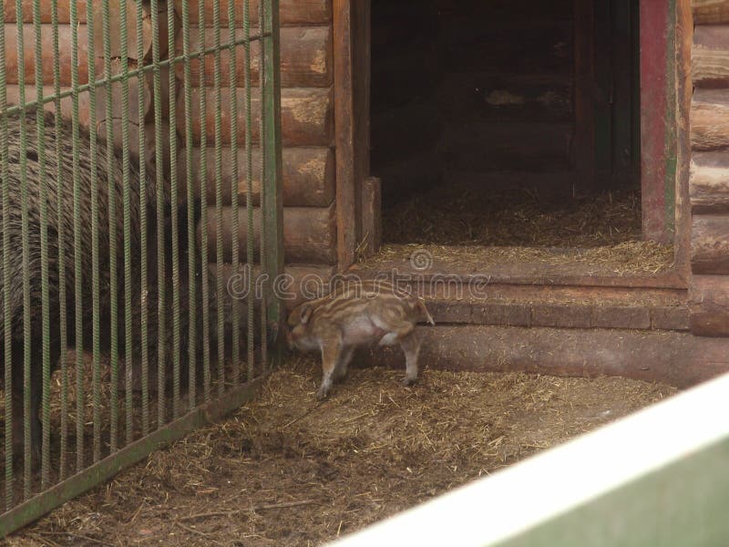 Animals in captivity stock image. Image of life, waxwings - 86426891