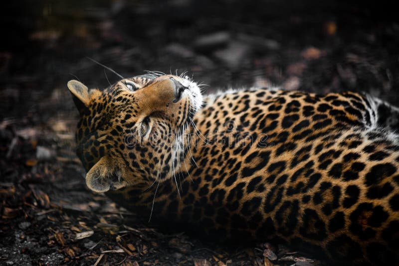 Animals in captivity stock image. Image of behavior - 186057139