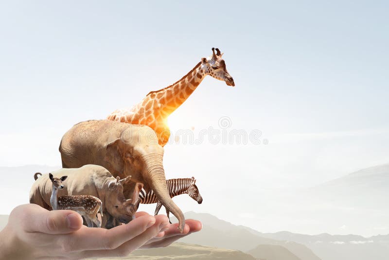 Animals Care and Protection Stock Image - Image of hand, conservation ...