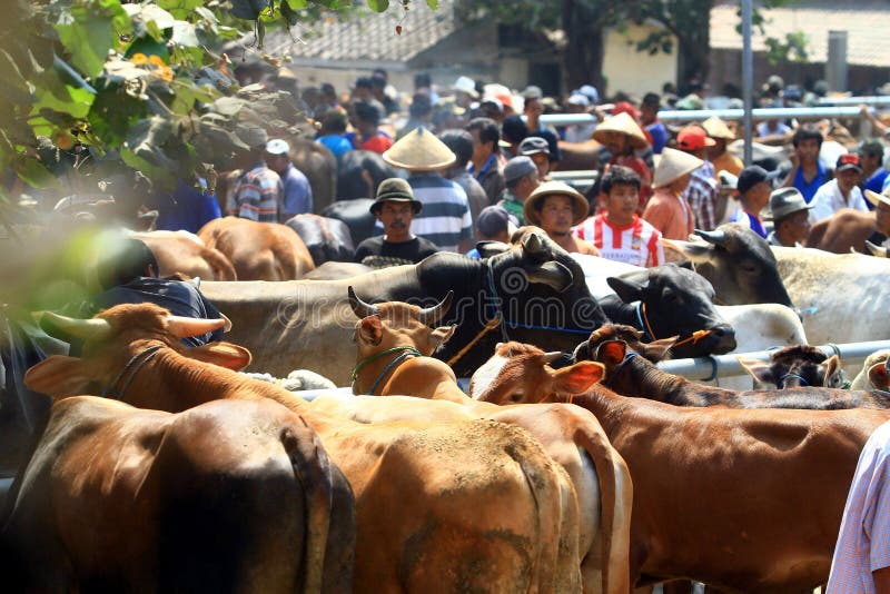 Animals Cattle Trade editorial stock photo. Image of traders - 66328143