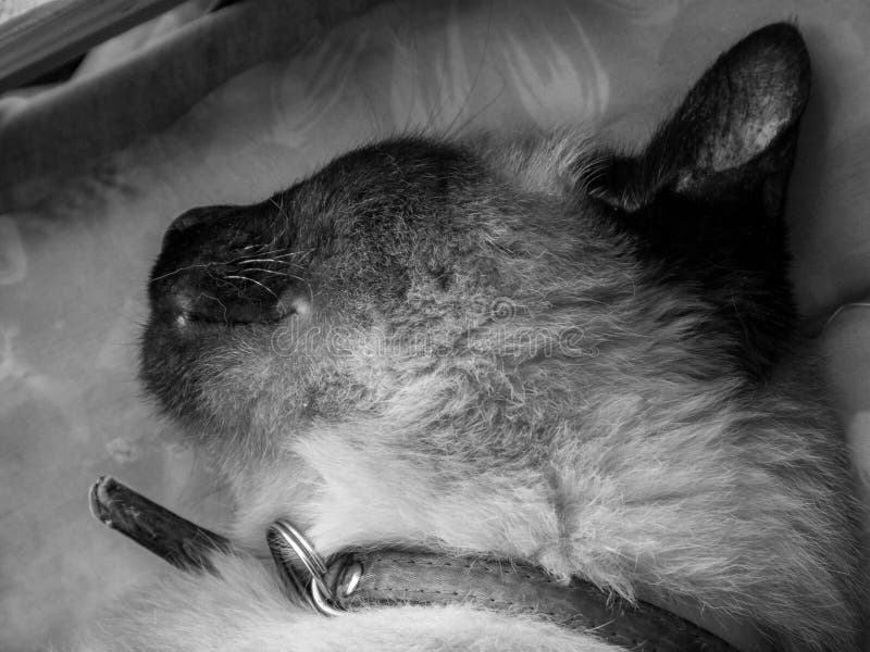 Cat inside home stock photo. Image of cuddly, light - 147268884