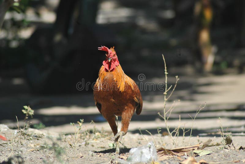 Animals coc bird chik stock photo. Image of bird, animal - 261980014