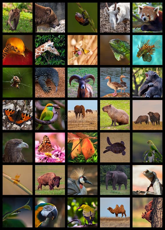 Animals Collage stock photo. Image of collages, montage - 36395366