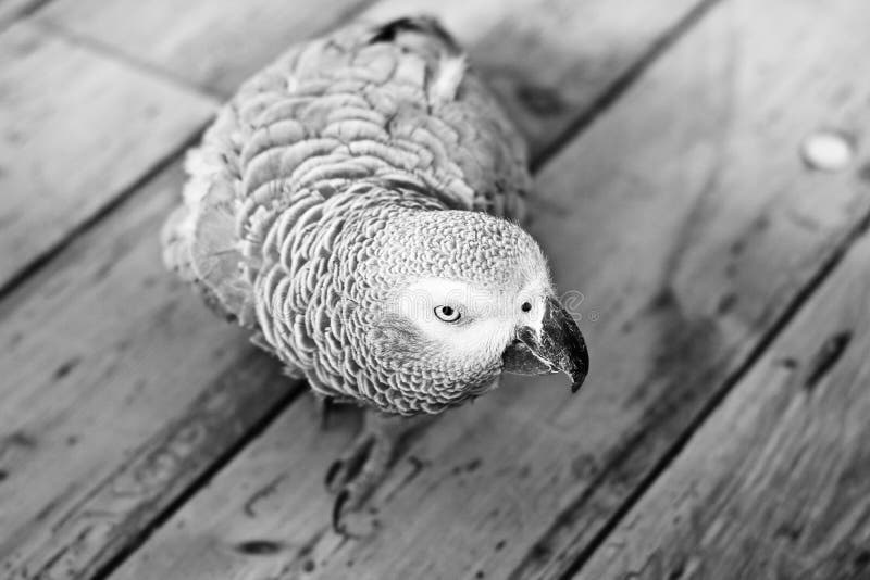 African Grey Parrot stock image. Image of african, natural - 114849403