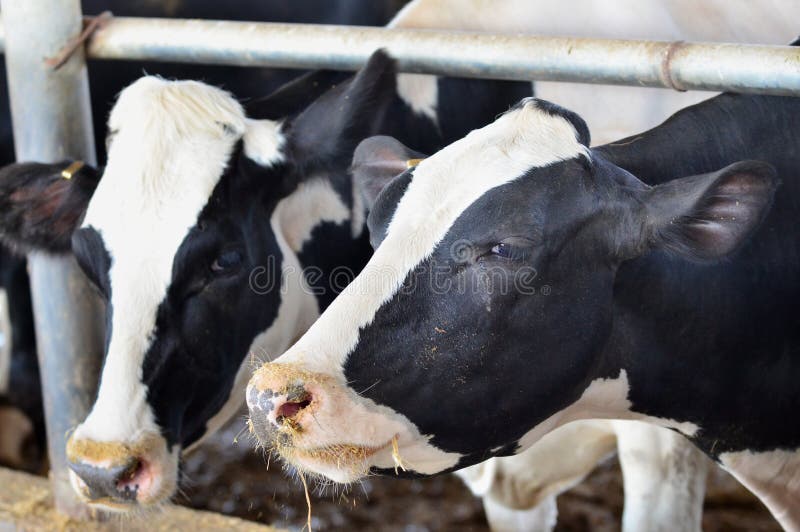 Cows are pack animals stock photo. Image of feed, pack - 58939452