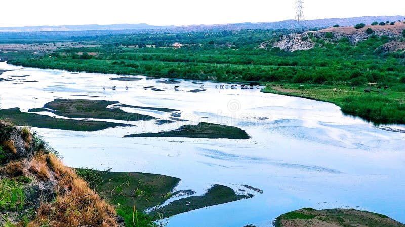 Animals Crossing Sawan River Punjab Stock Photo - Image of wetland ...