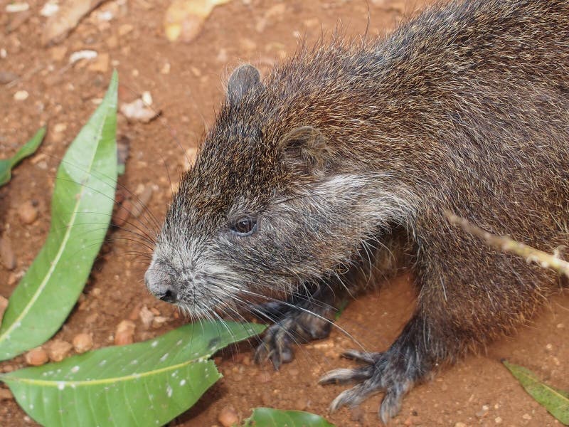 Cuban tree rat stock image. Image of caribbean, rodent - 43238273