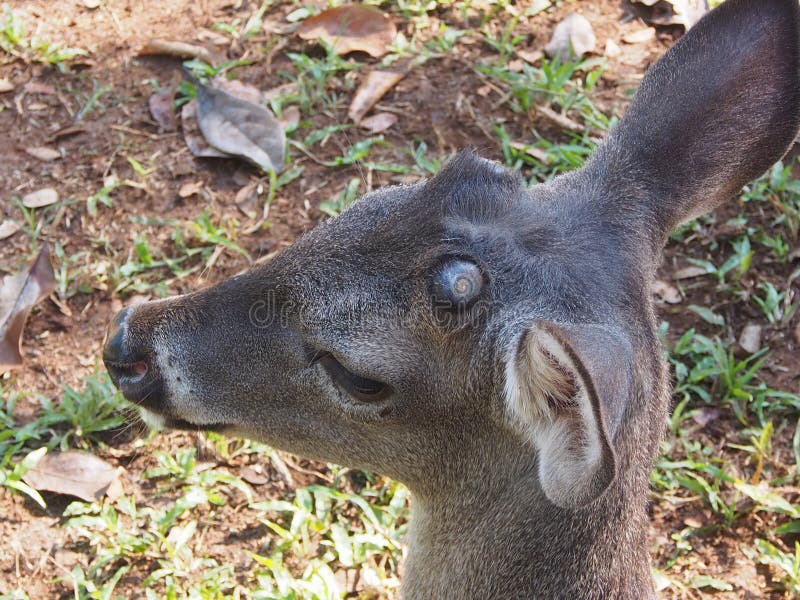 Animals of Cuba stock image. Image of horns, alert, rural - 39677407