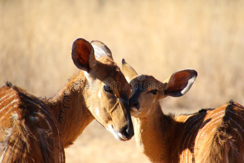 Animals, Cute, Daylight stock photo. Image of impala - 109895418
