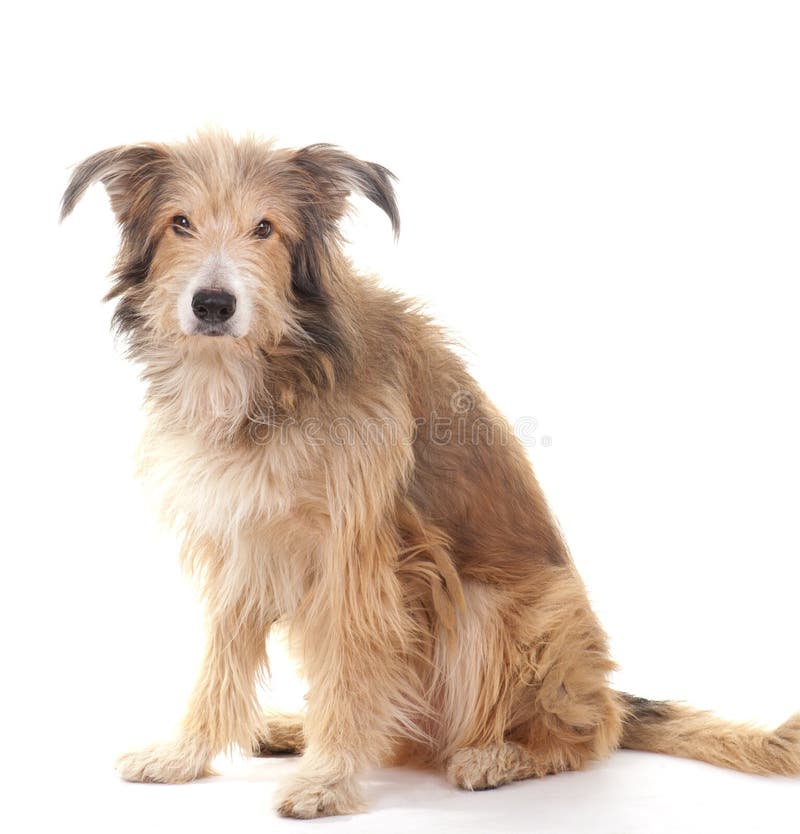 Mixed Breed Large Scruffy Dog Laying Down Stock Image - Image of copy ...