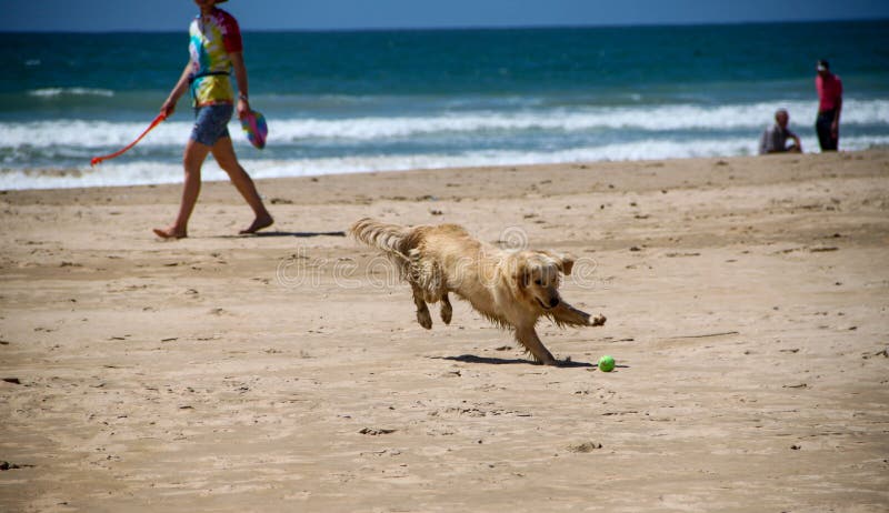 Animals,dogs Being Free at the Beach Stock Image - Image of person ...