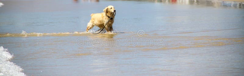 Animals,dogs Being Free at the Beach Stock Image - Image of shore ...