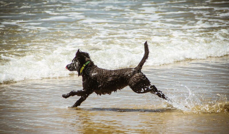 Animals,dogs Being Free at the Beach Stock Image - Image of sports ...