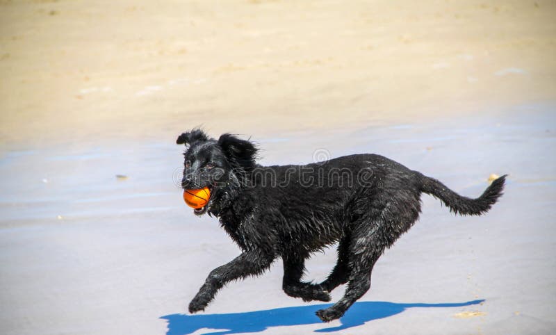Animals,dogs Being Free at the Beach Stock Image - Image of terrier ...