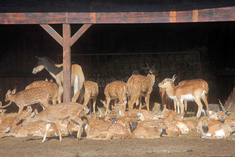 Zoo Animals Eating Meals Together Stock Photo - Image of meals, animals ...