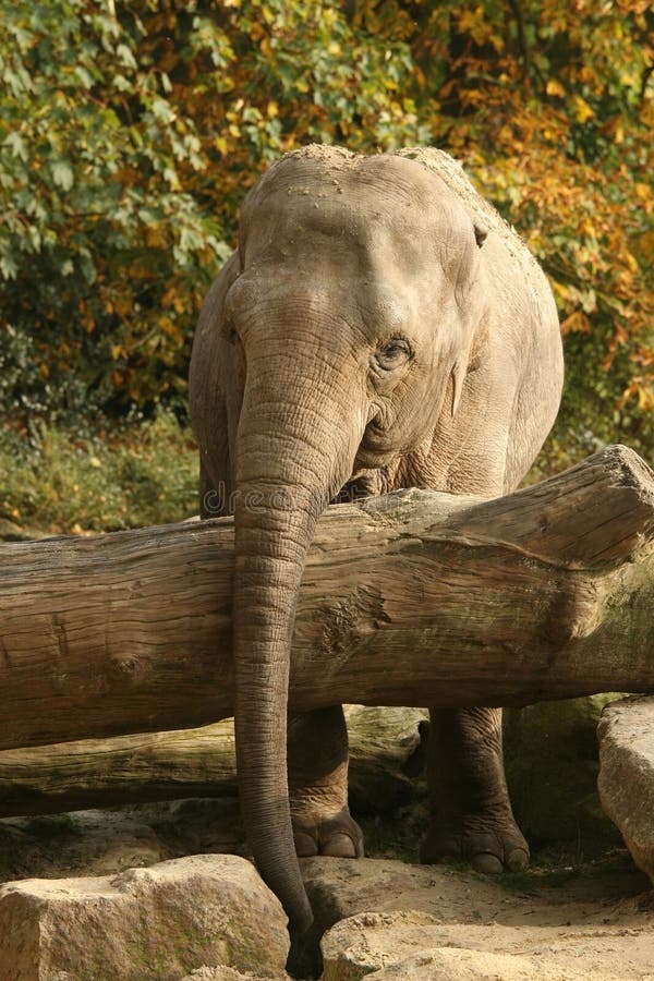 Animals: Elephant Behind Tree Stock Photo - Image of standing, wildlife ...