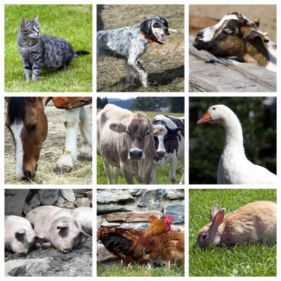 Animals farm collage stock image. Image of chicken, nanny - 15910887