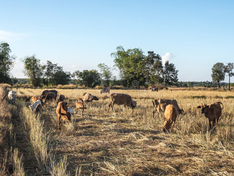 Livestock Farming in the Fields Stock Photo - Image of landscape ...