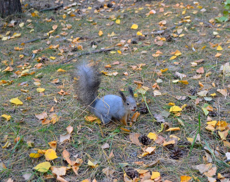 Animals stock photo. Image of forests, nuts, squirrel - 45009394