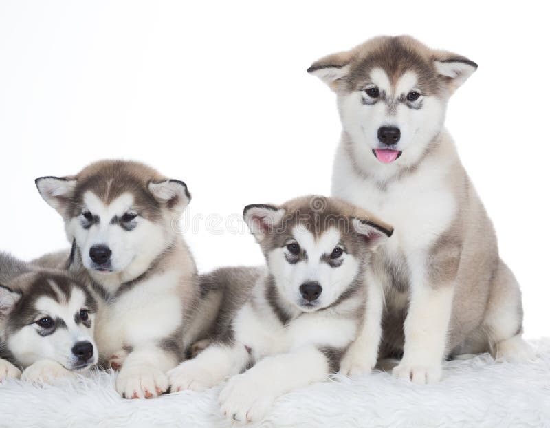 Animals. Four Puppy Husky White Isolated! Stock Image - Image of friend ...