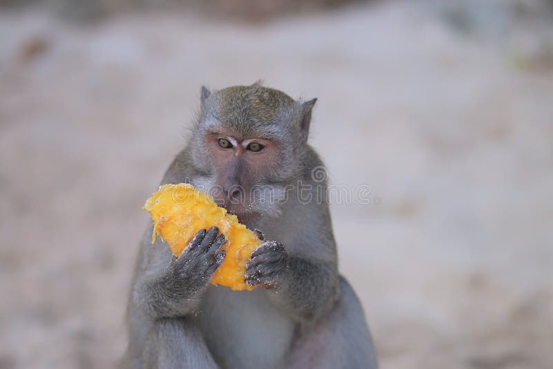Animals stock image. Image of happy, colours, sand, pure - 78767885