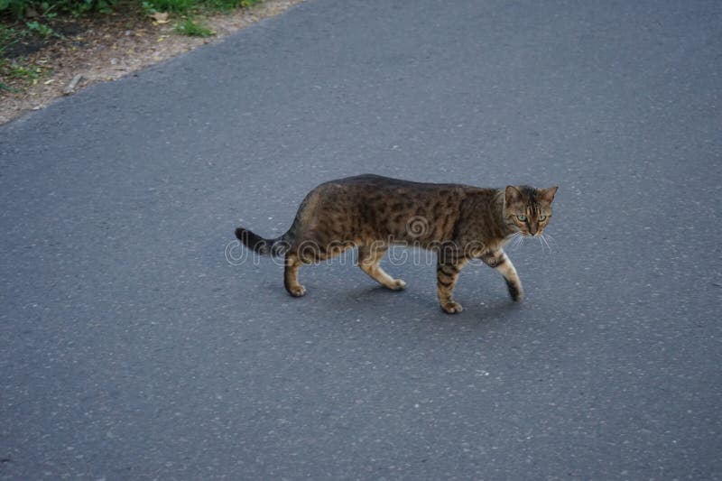 The Cat is Walking Along the Asphalt Road. Berlin, Germany Stock Image ...