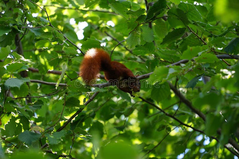 A Eurasian Red Squirrel Sits on a Branch of a Corylus Avellana Tree and ...