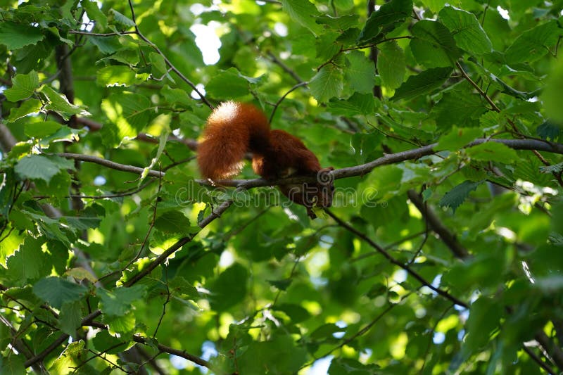 A Eurasian Red Squirrel Sits on a Branch of a Corylus Avellana Tree and ...