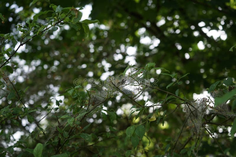 A Tree Covered with Cobwebs with Caterpillars Hang on it - these are ...