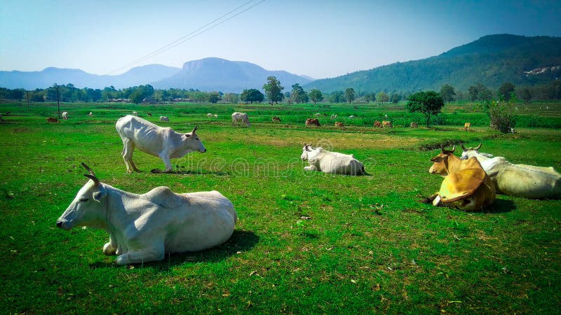 Animals Grassing on the Field. Stock Photo - Image of prairie, mammal ...
