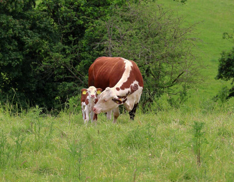 Animals - Hereford Cow and Calf Stock Photo - Image of livestock, beef ...