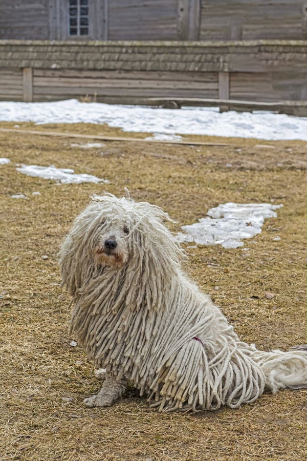 Animals Ideas. Mature Komondor Dog Standing on Field at Daytime in ...
