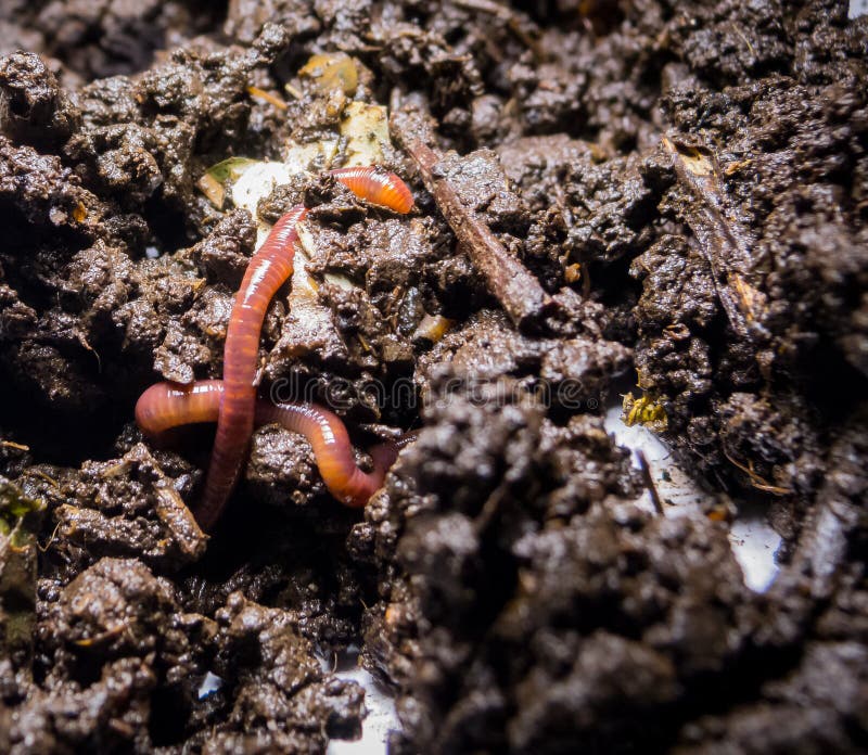 Earthworm and Mud, Studio Take Stock Photo - Image of surface, studio ...
