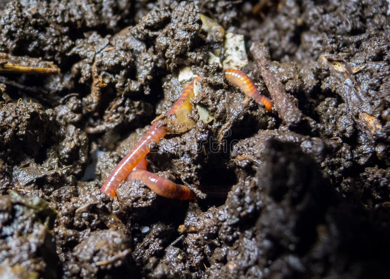 Earthworm and Mud, Studio Take Stock Image - Image of colony, animals ...