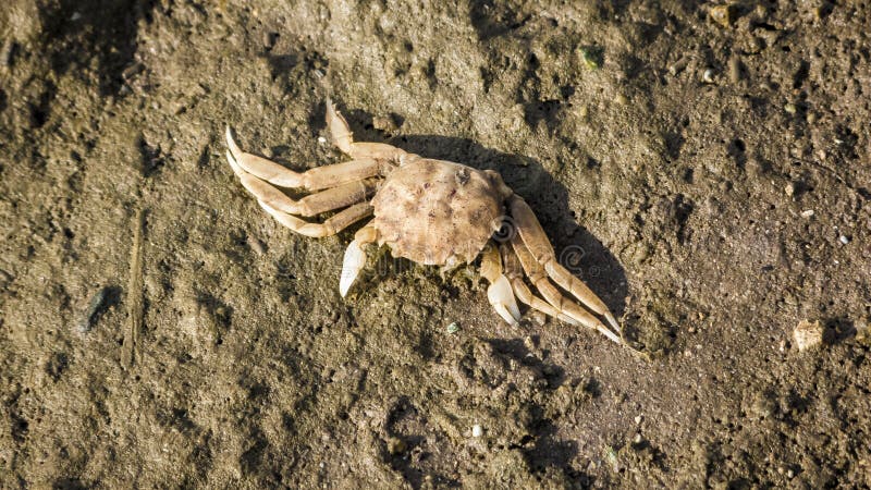 Dead Crustacean Over the Rocks at Sunset Stock Photo - Image of coast ...