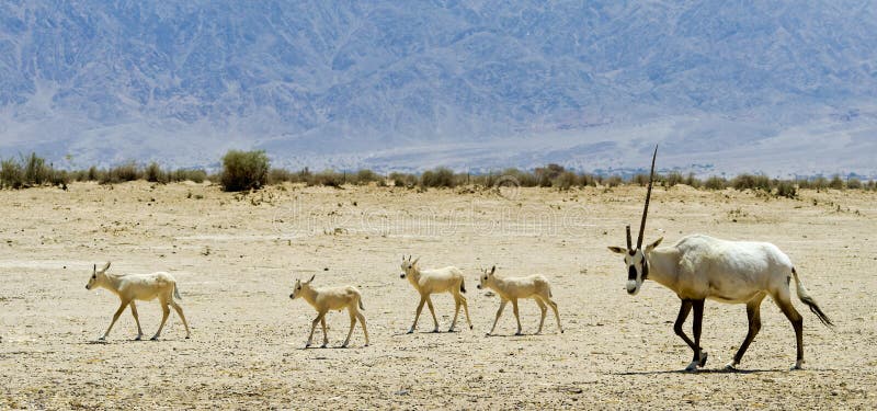 Animals of Israeli savanna stock image. Image of mountain - 24731357