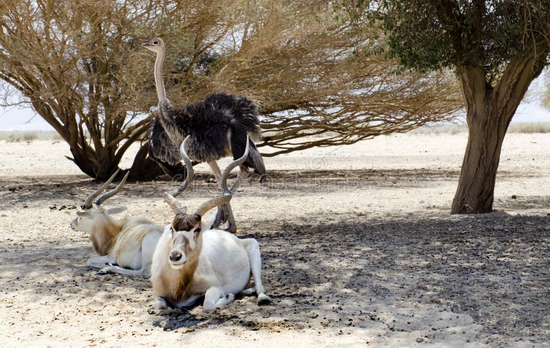 Animals of Israeli savanna stock image. Image of interesting - 24827909