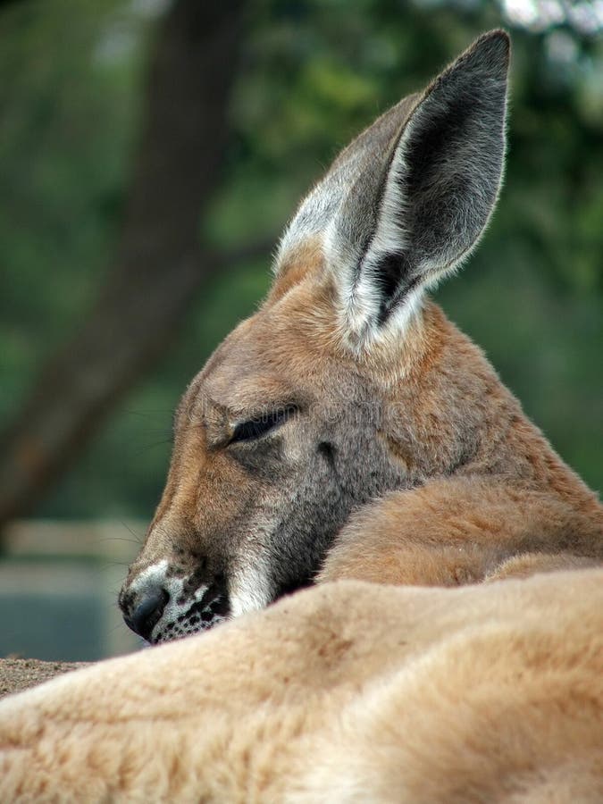 Sheep - Farm Animals stock photo. Image of listening, fleece - 54286