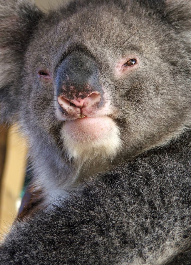 Animals - Koala stock photo. Image of lazy, eucaliptus - 225094
