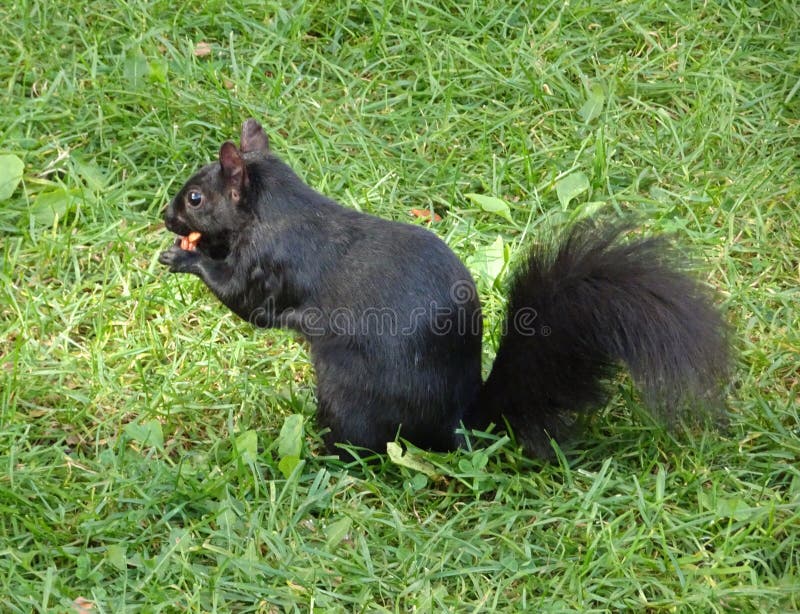 Animals Living in a Metropole: Eating Black Squirrel Stock Photo ...