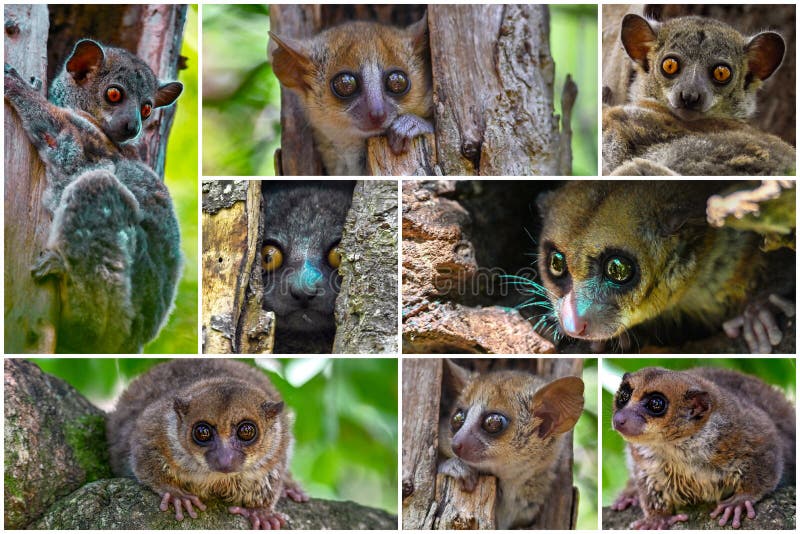 Animals of Madagascar â€“ Collage of Lemurs,Night Lemurs. Stock Image ...