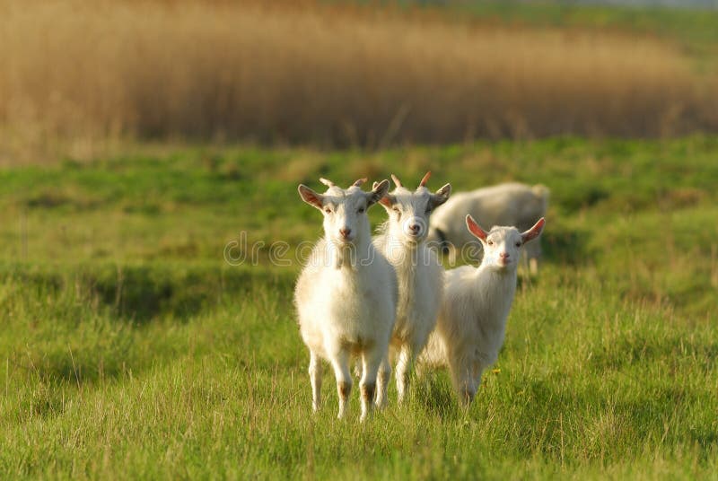 Animals on a meadow stock image. Image of rural, summer - 13115793
