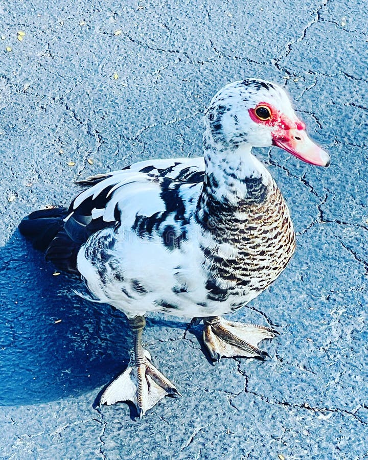 Miami lakes stock image. Image of animals, lakes, dock - 238467467