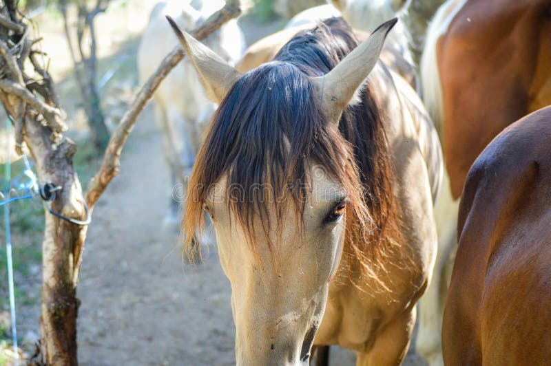 Animals in the Middle of Nature Stock Image - Image of natural, horses ...