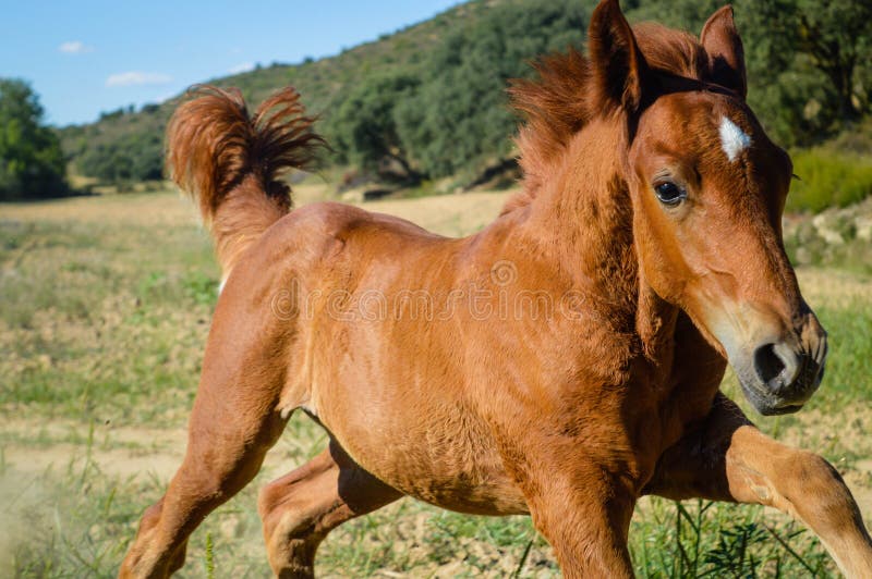Animals in the Middle of Nature Stock Photo - Image of aragon, pigeons ...