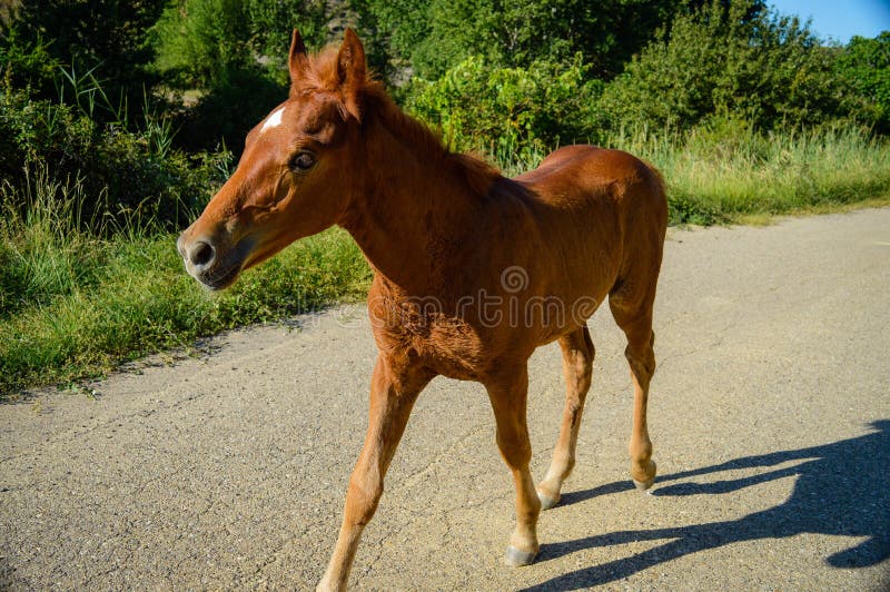 Animals in the Middle of Nature Stock Image - Image of pigeons, pure ...
