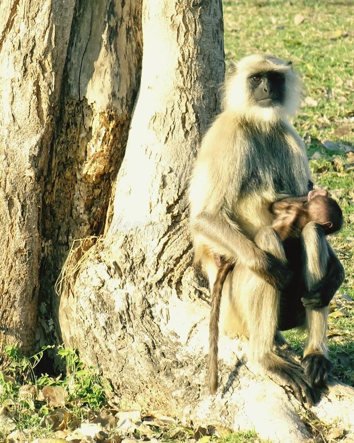 Animals stock image. Image of monkey, hunger, tree, animals - 85713709