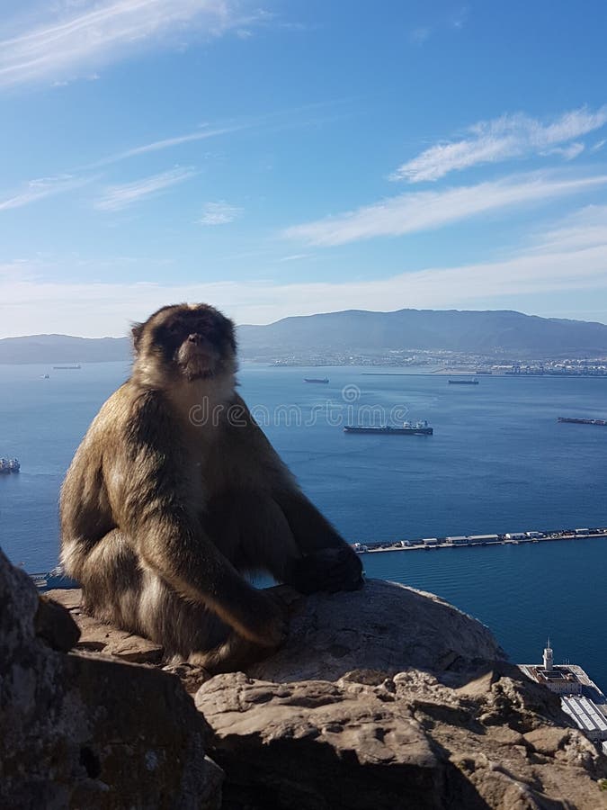 Animals stock photo. Image of gibraltar, animals, monkey - 174859732